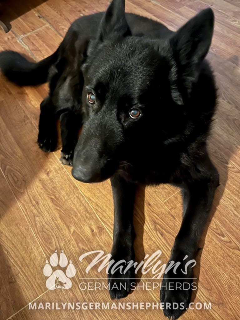 Chaos Marilyn s German Shepherd Puppies