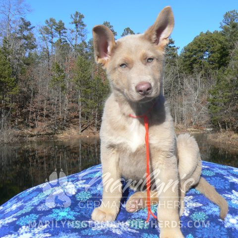 Puppies For Sale - Marilyn's German Shepherd Puppies