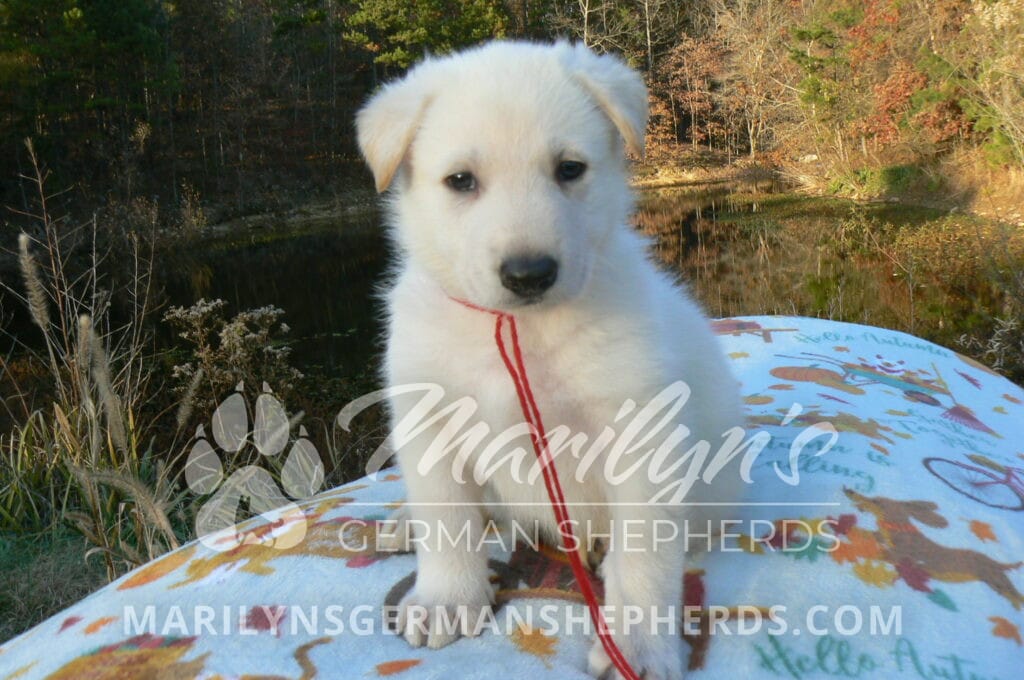 Ice Princess's Mr. Winter Candy Apple - Marilyn's German Shepherd Puppies