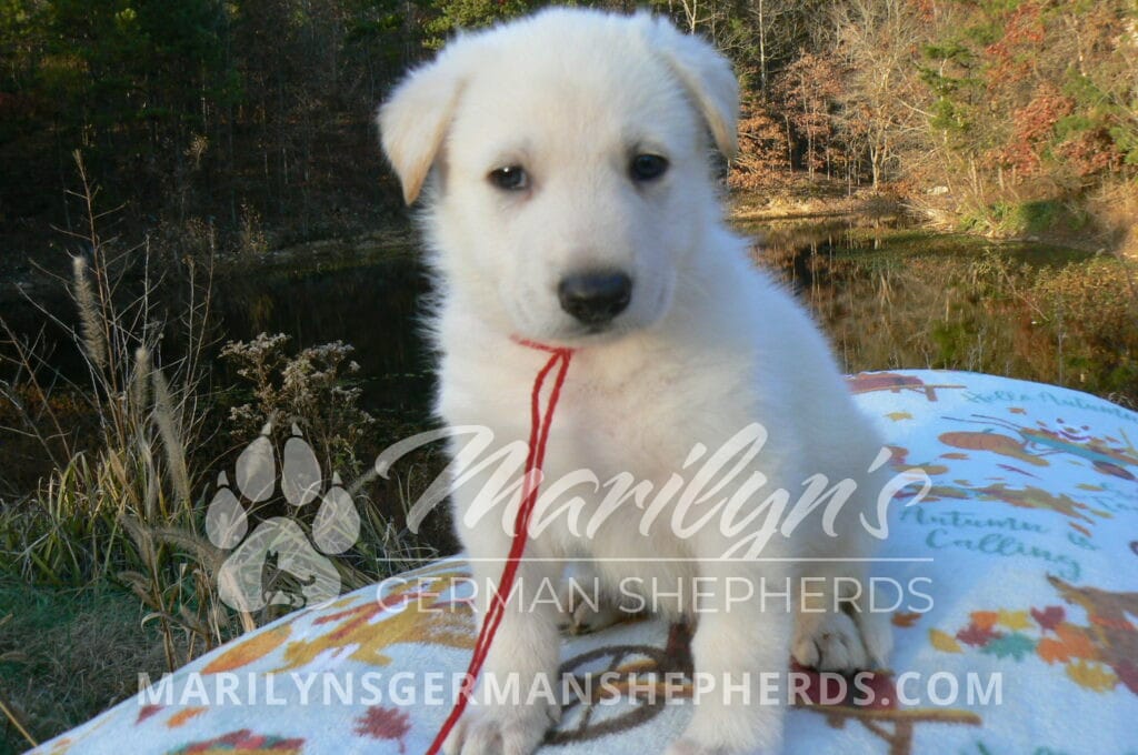 Ice Princess's Mr. Winter Candy Apple - Marilyn's German Shepherd Puppies