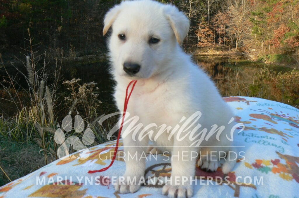 Ice Princess's Mr. Winter Candy Apple - Marilyn's German Shepherd Puppies