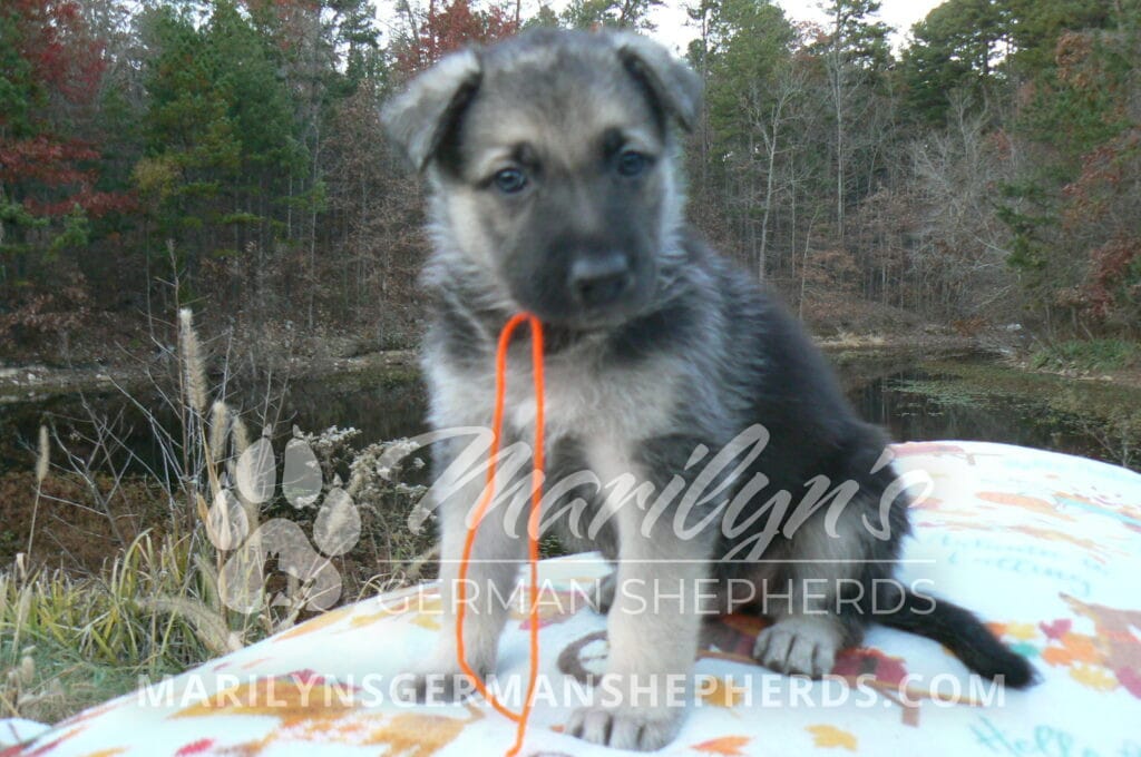 Ice Princess's Mr. Snowy Citrus Swirl - Marilyn's German Shepherd Puppies