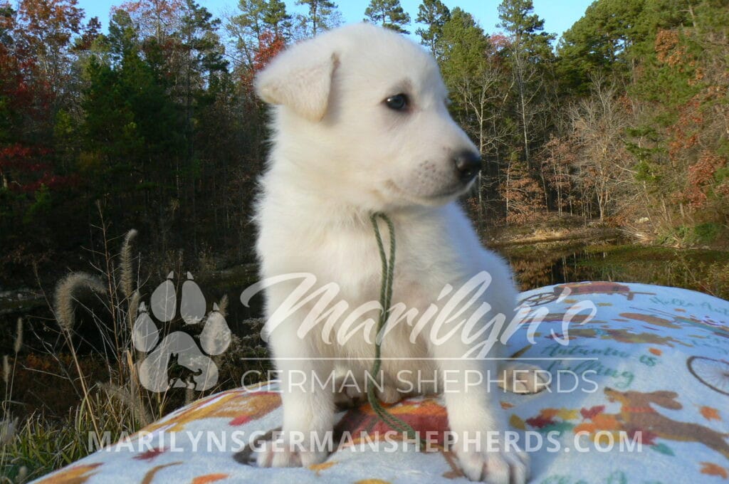 Ice Princess's Mr. Snowy Spruce SOLD - Marilyn's German Shepherd Puppies