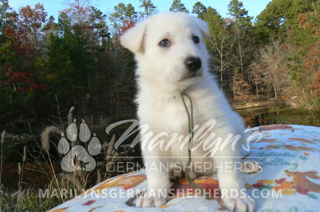 Ice Princess's Mr. Snowy Spruce SOLD - Marilyn's German Shepherd Puppies