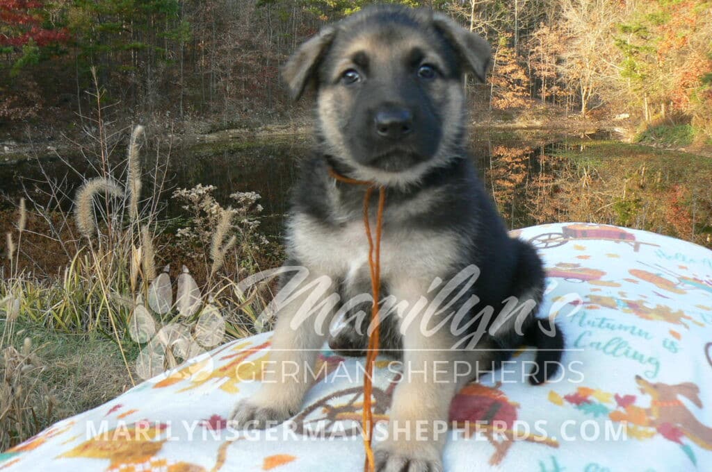 Ice Princess's Mr. Hot Cocoa And Cream - Marilyn's German Shepherd Puppies