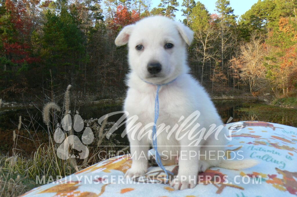 Ice Princess's Mr. Frozen Lake - Marilyn's German Shepherd Puppies