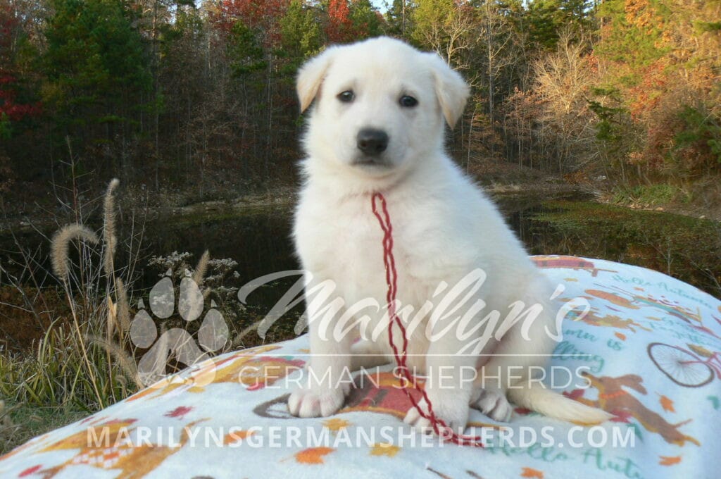 Ice Princess's Miss Cozy By The Fire - Marilyn's German Shepherd Puppies