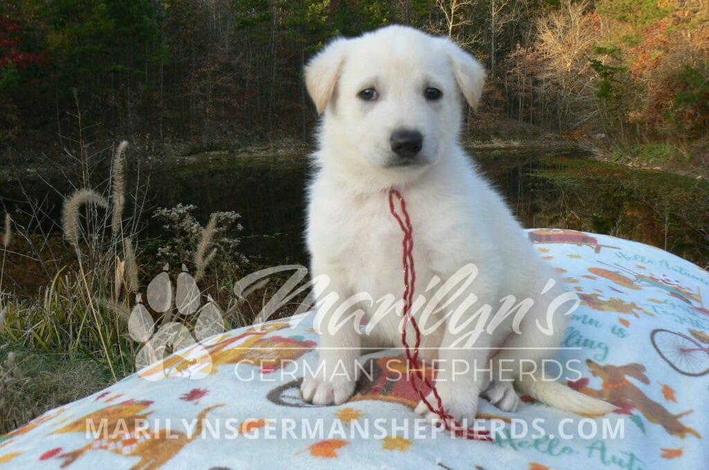 Ice Princess's Miss Cozy By The Fire - Marilyn's German Shepherd Puppies