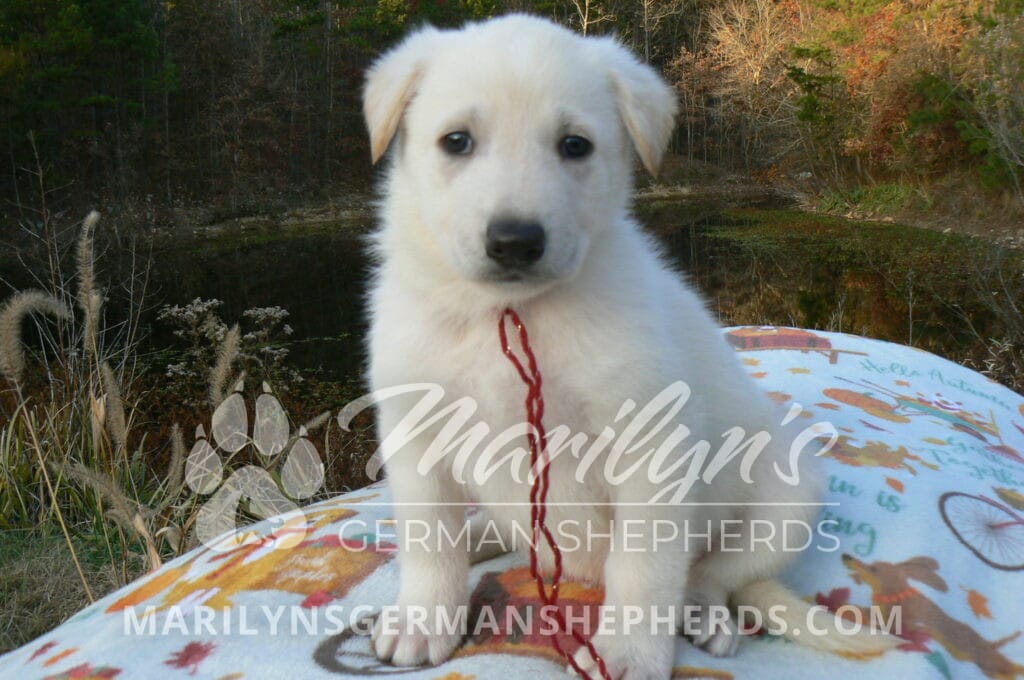 Ice Princess's Miss Cozy By The Fire - Marilyn's German Shepherd Puppies